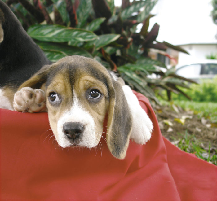 Pet Dander Allergy | Air Testing